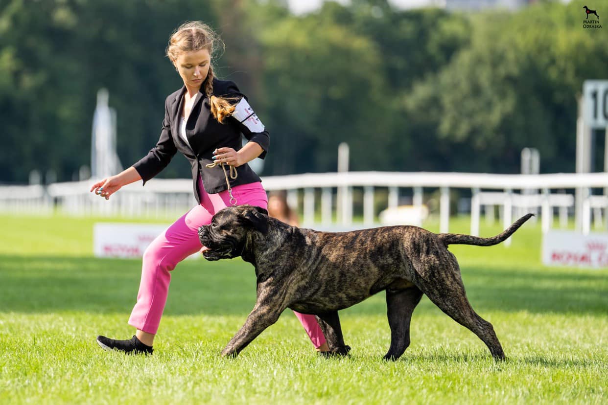 BigIslandBullies Best Dog Breeder of Hawaii - Pluto Pet Clinics