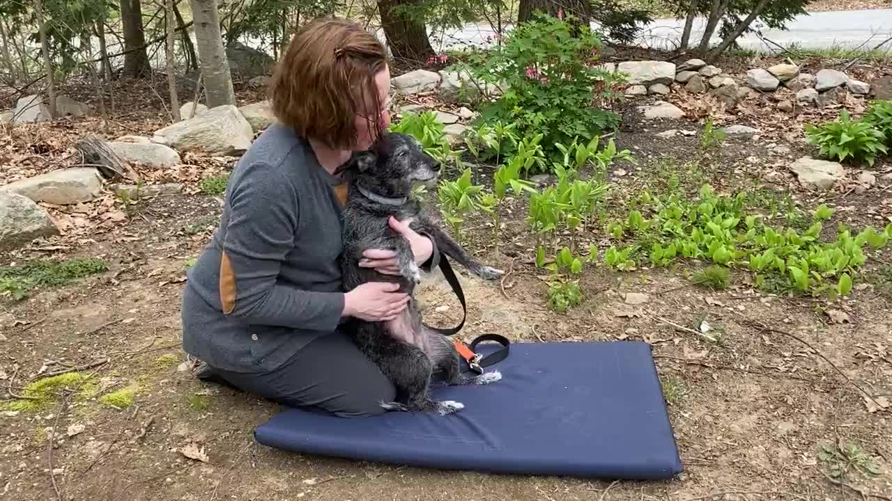 how to make a dog poop instantly? - Pluto Pet Clinics